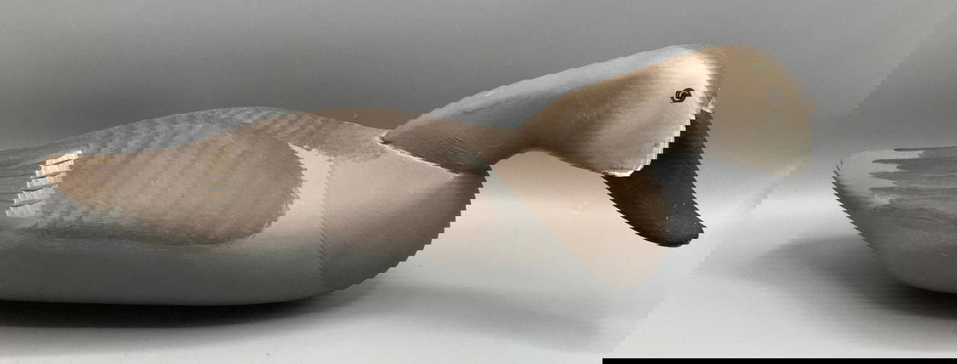 Swimming Canvasback Hen By Capt. Harry Jobes