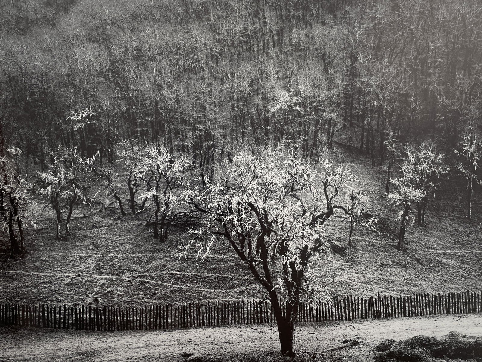 Ansel Adams Oak Tree, Rain, Sonoma County Hills, 1960