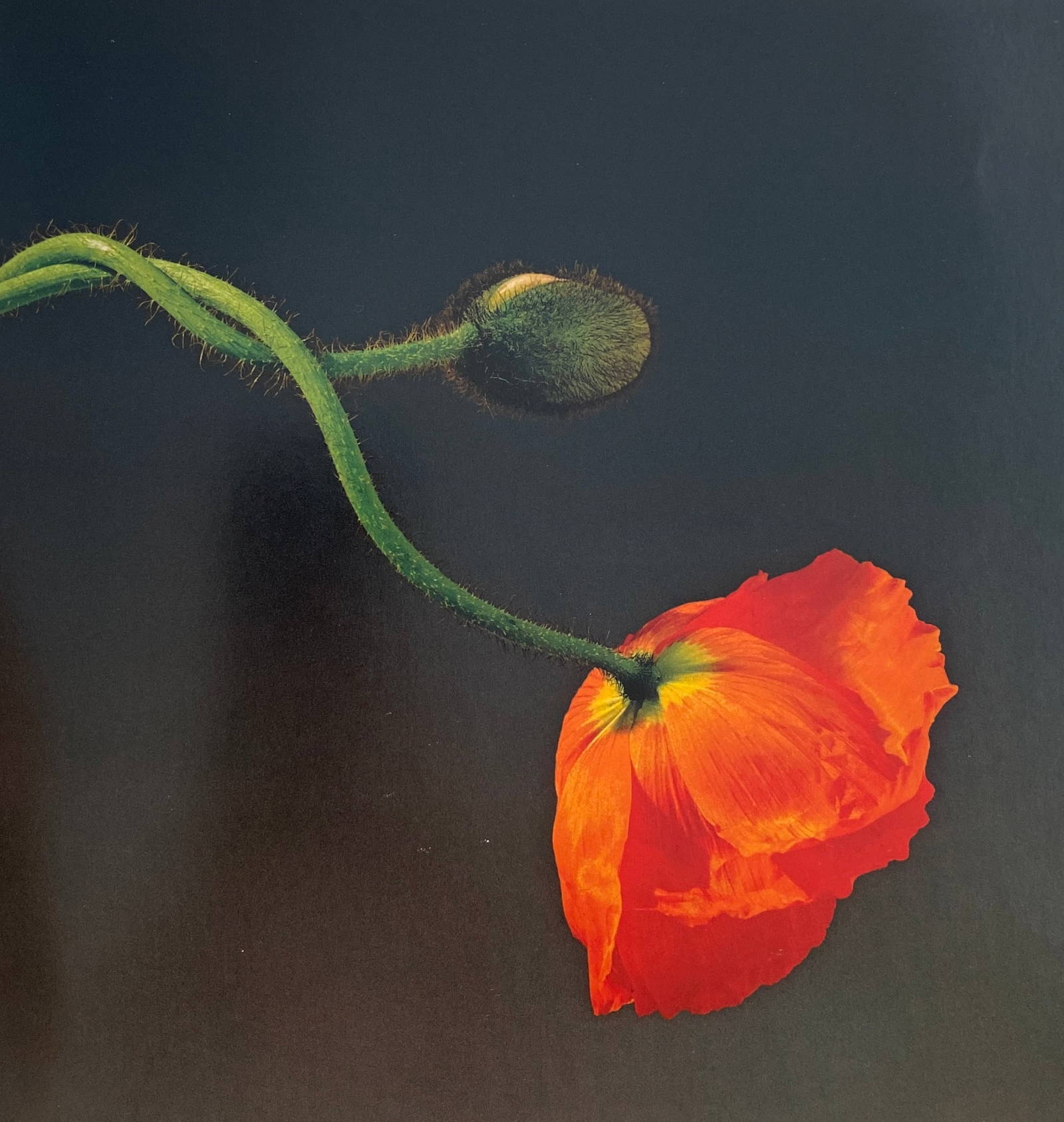 Robert Mapplethorpe - Poppy, 1988 Auction