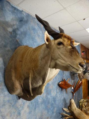 South African Cape Eland Antelope Shoulder Mount