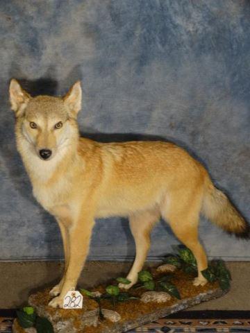 Rare! Blonde Color Phase Coyote Full Body Mount