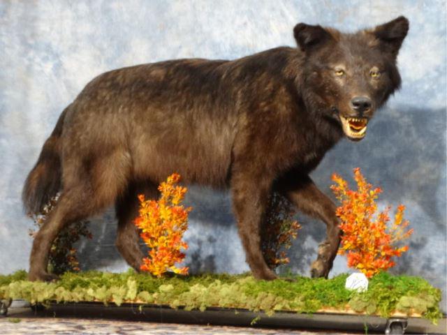 Big Alpha Male Black Timber Wolf Full Body Mount - Mar 11, 2023 ...