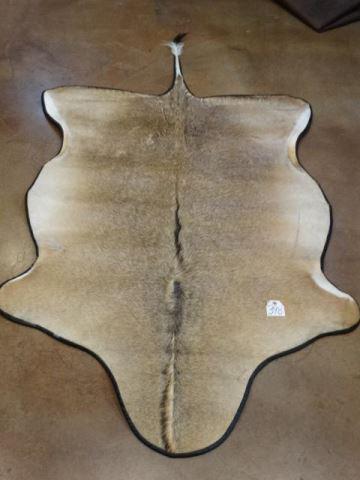 Brand New Nilgai Antelope Rug Taxidermy