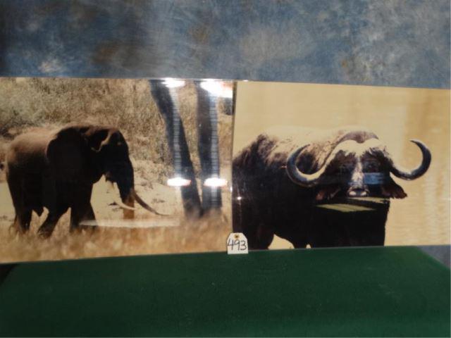 Big Tusker Elephant & Trophy Cape Buffalo Photos