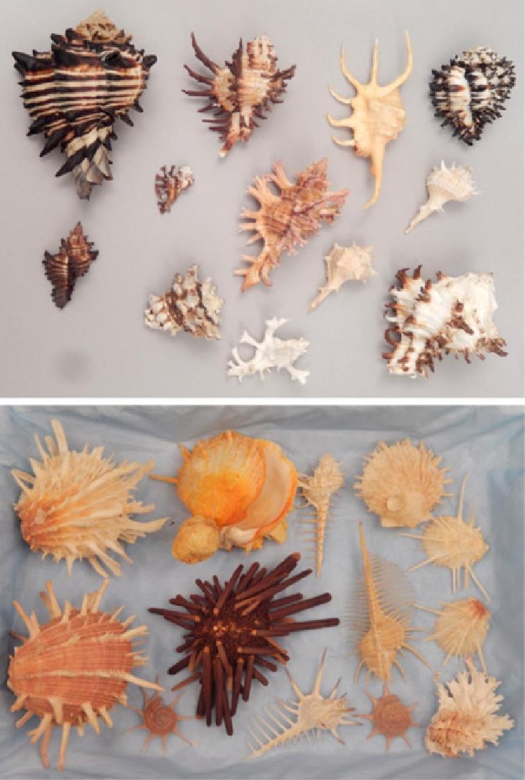 Grouping of seashells