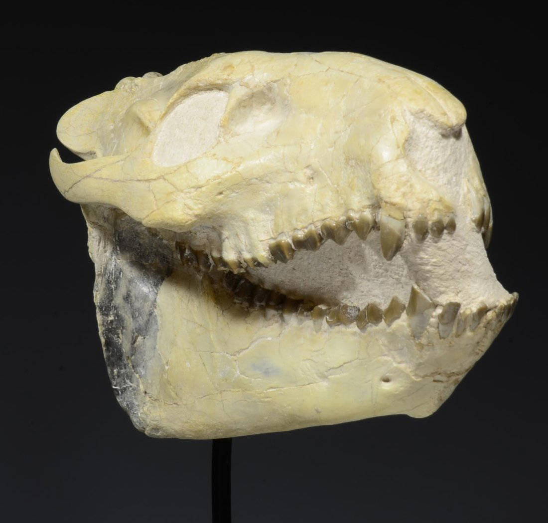 Ominous Toothy Oreodon Fossil Skull Auction