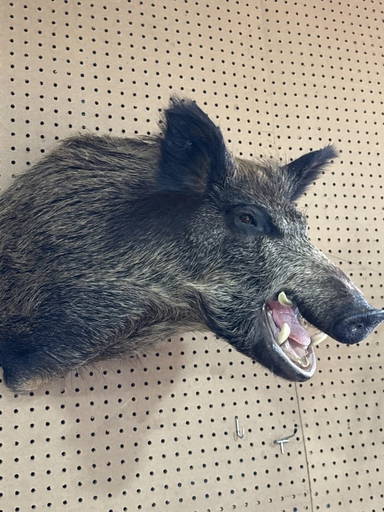Wild Boar Mount