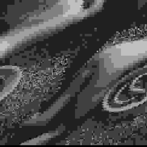 Francesca Woodman "from Eel Series, Rome, 1977-1978"print Auction