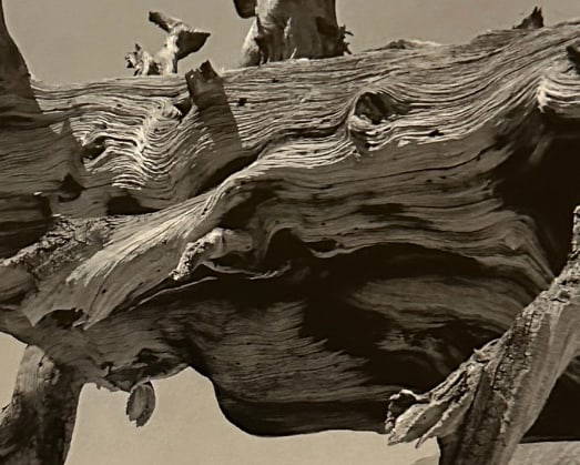 Ansel Adams "fallen Tree" Print Auction