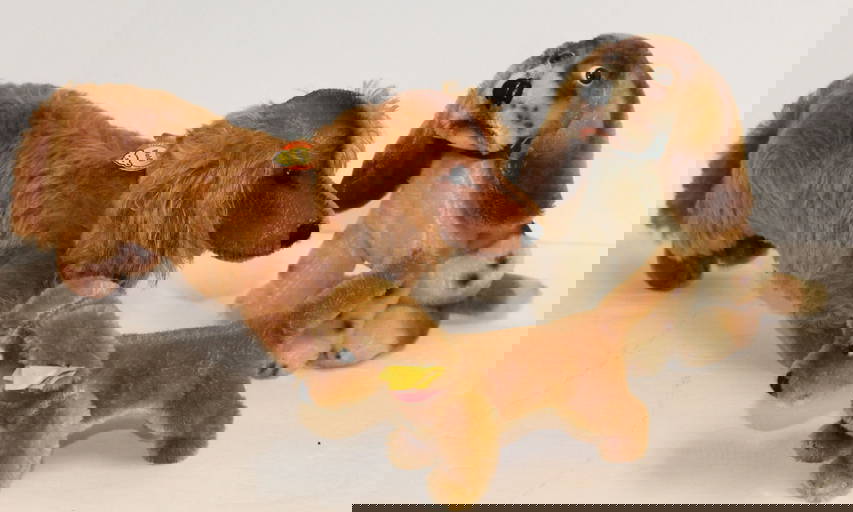 Lot Of 3 Steiff Dogs "waldi" & "basset" Have Orig Tags & All 3 Have ...