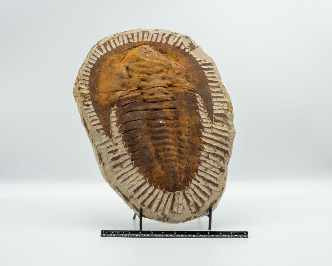 Large Moroccan Trilobite Fossil Auction