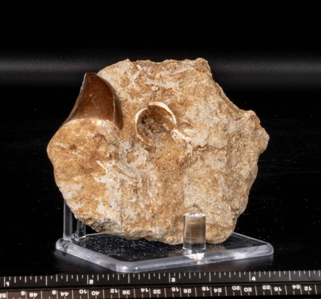 Mosasaurus Shark Tooth Fossil In Matrix Auction