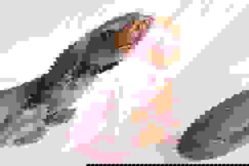 Classic Critters Dachshund Statue Auction