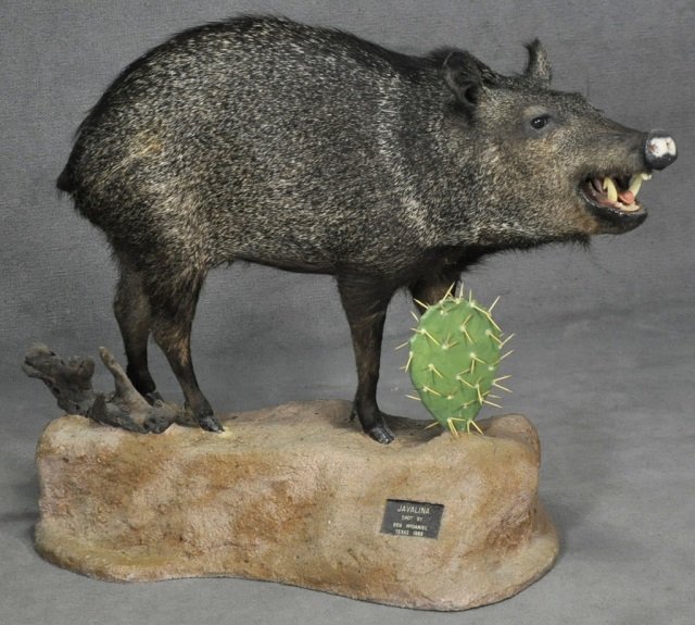 Full Body Wild Boar Mount