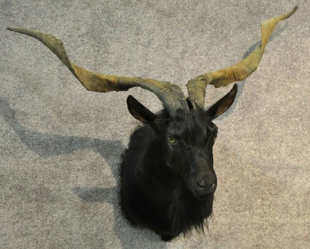Catalina Goat Head Mount
