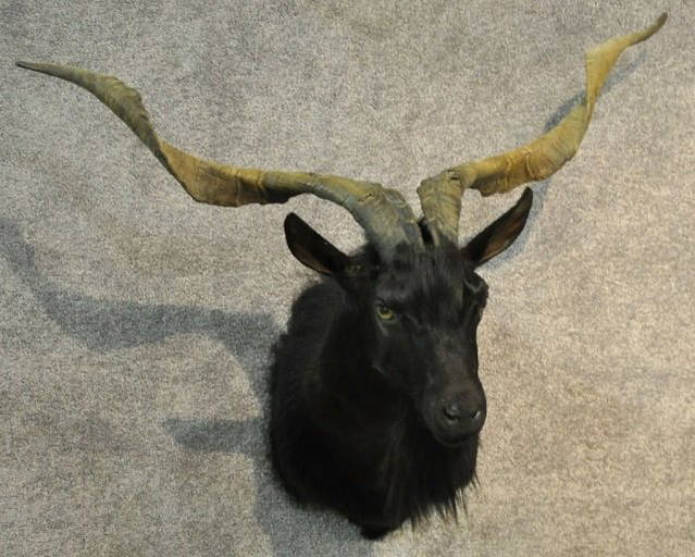Catalina Goat Head Mount