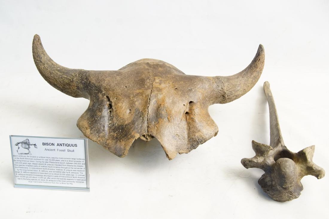 Prehistoric Bison Skull and Vertebrae