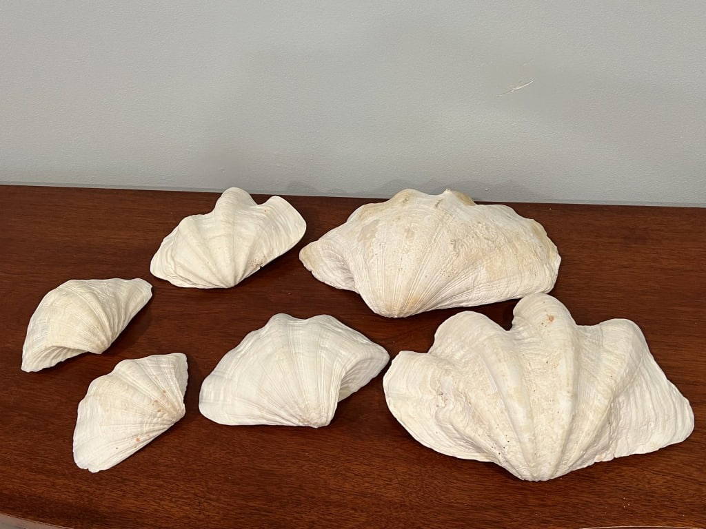 (6) Large, Decorative Clam Shells Auction