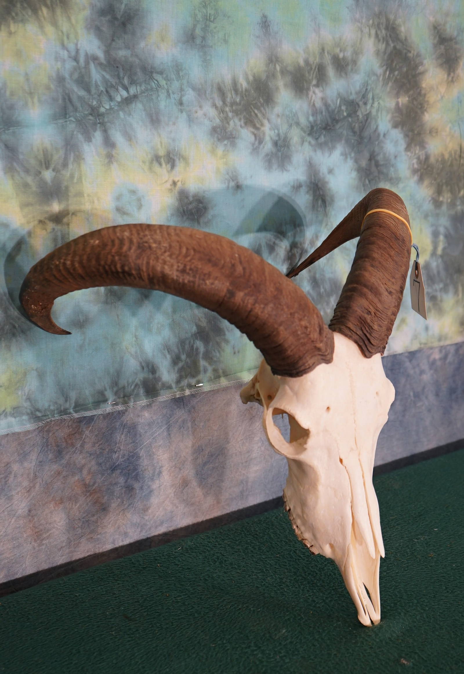 Aoudad Sheep Skull Taxidermy Auction