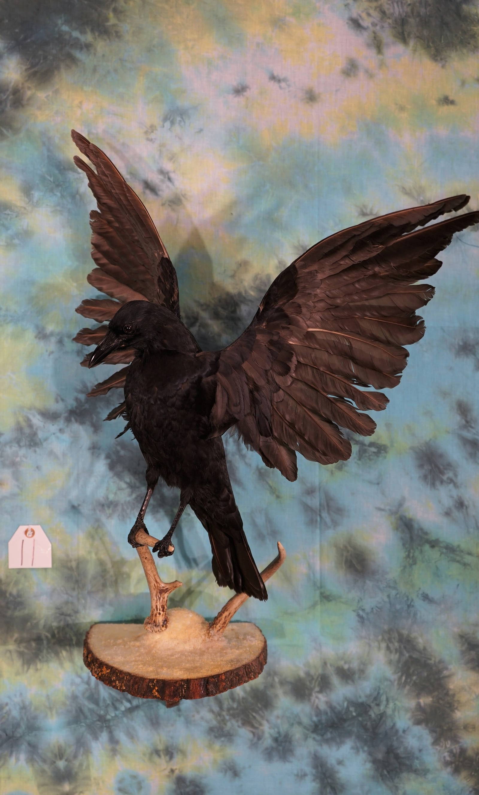 Cool Crow Taxidermy Bird Mount Auction