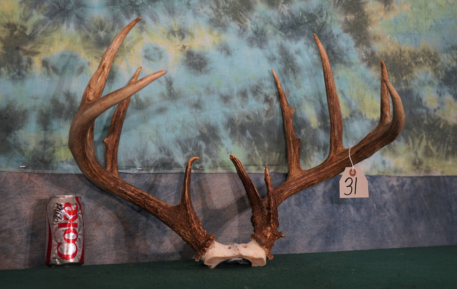 Big 11pt. Missouri Whitetail Deer Rack Taxidermy Antlers Auction
