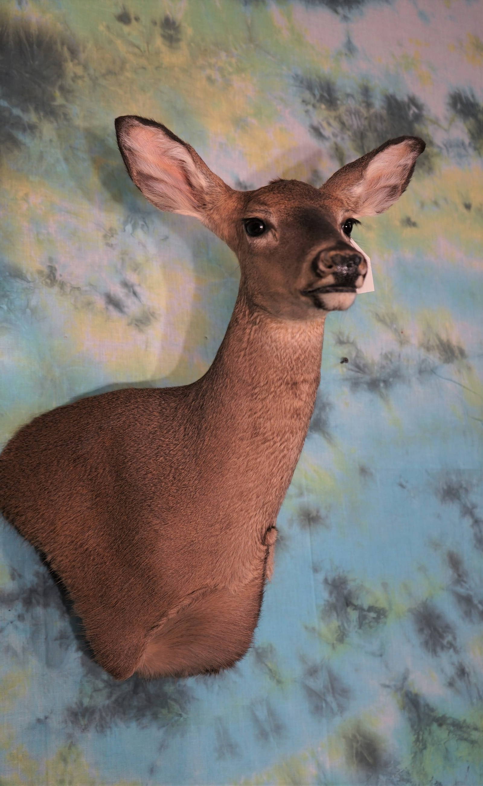 Whitetail Doe Shoulder Mount Taxidermy Auction