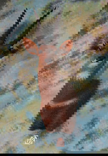 African Limpopo Bushbuck Shoulder Mount Taxidermy