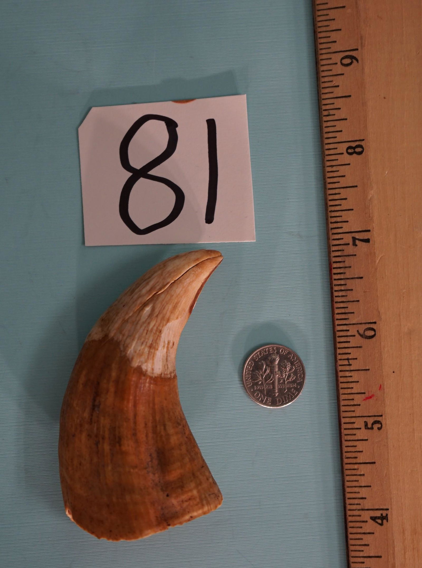 Large Kodiak Bear Canine Tooth Taxidermy Auction