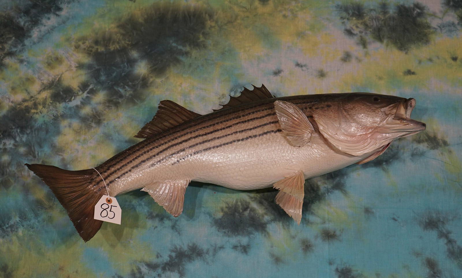 33" Real Skin Striped Bass Or "striper" Fish Mount Taxidermy Auction