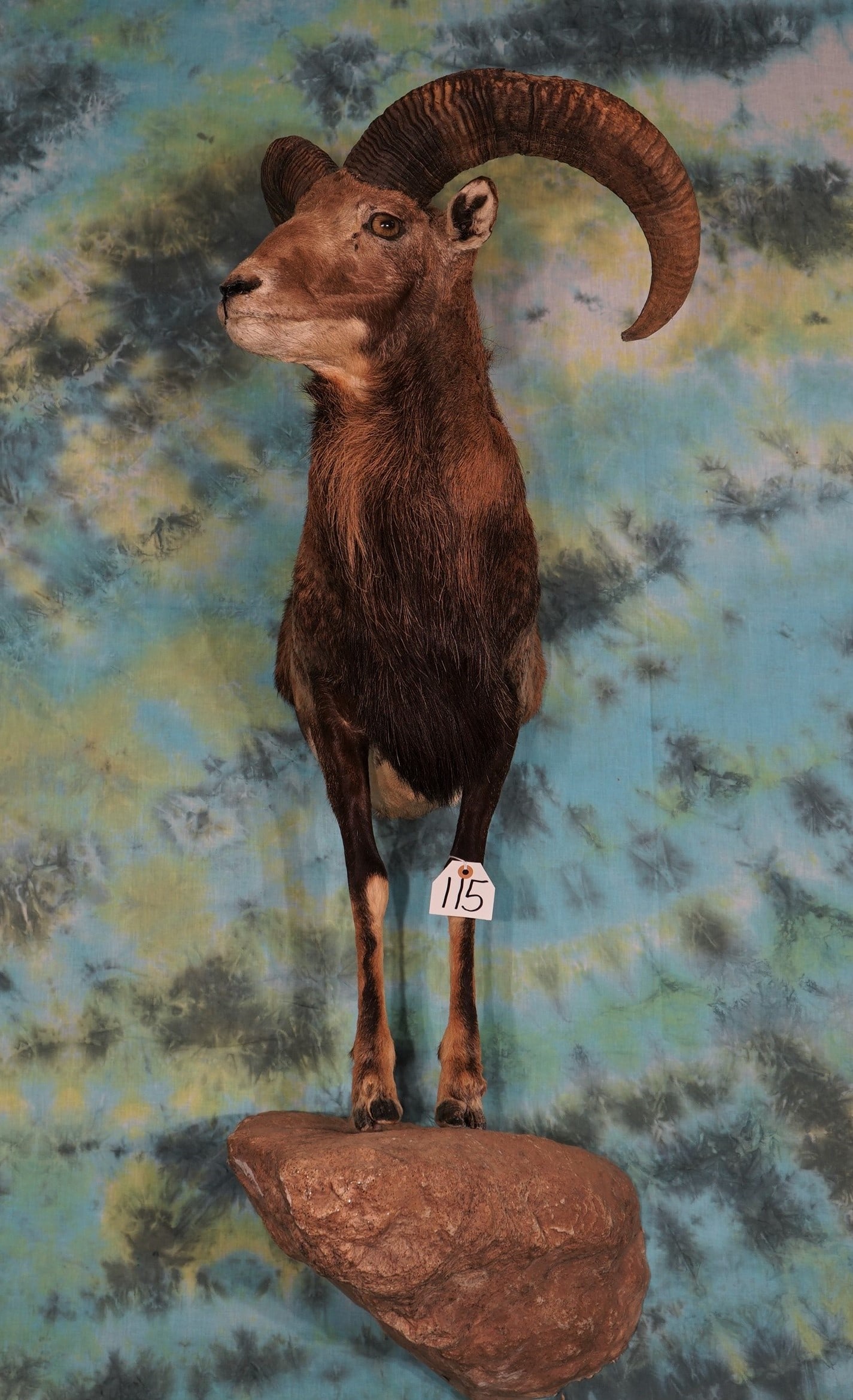 Half Body European Mouflon Sheep Taxidermy Mount Auction