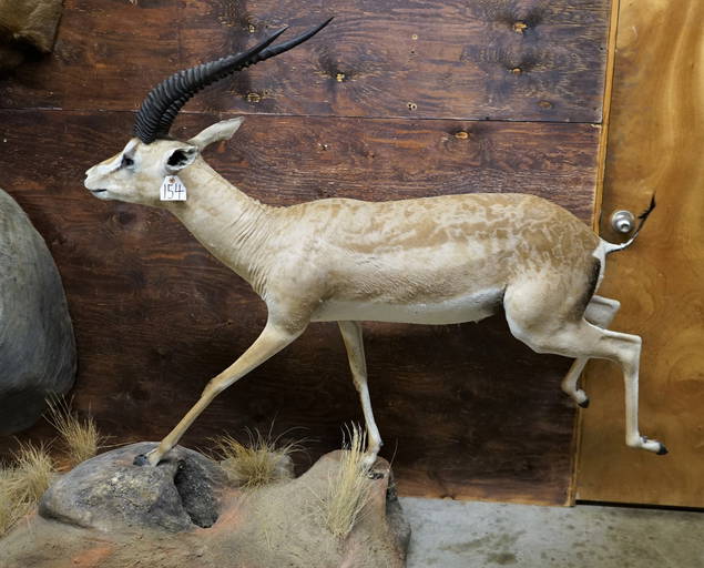 East African Grants Gazelle Full Body Mount Taxidermy