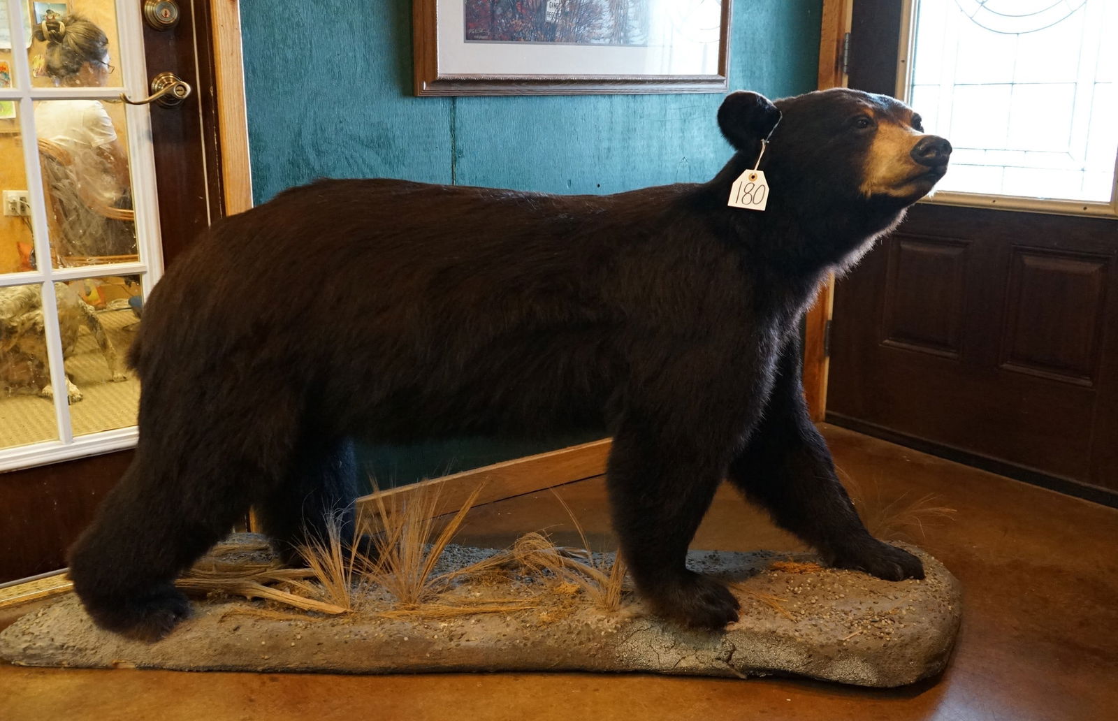 Beautiful Black Bear Full Body Mount Taxidermy