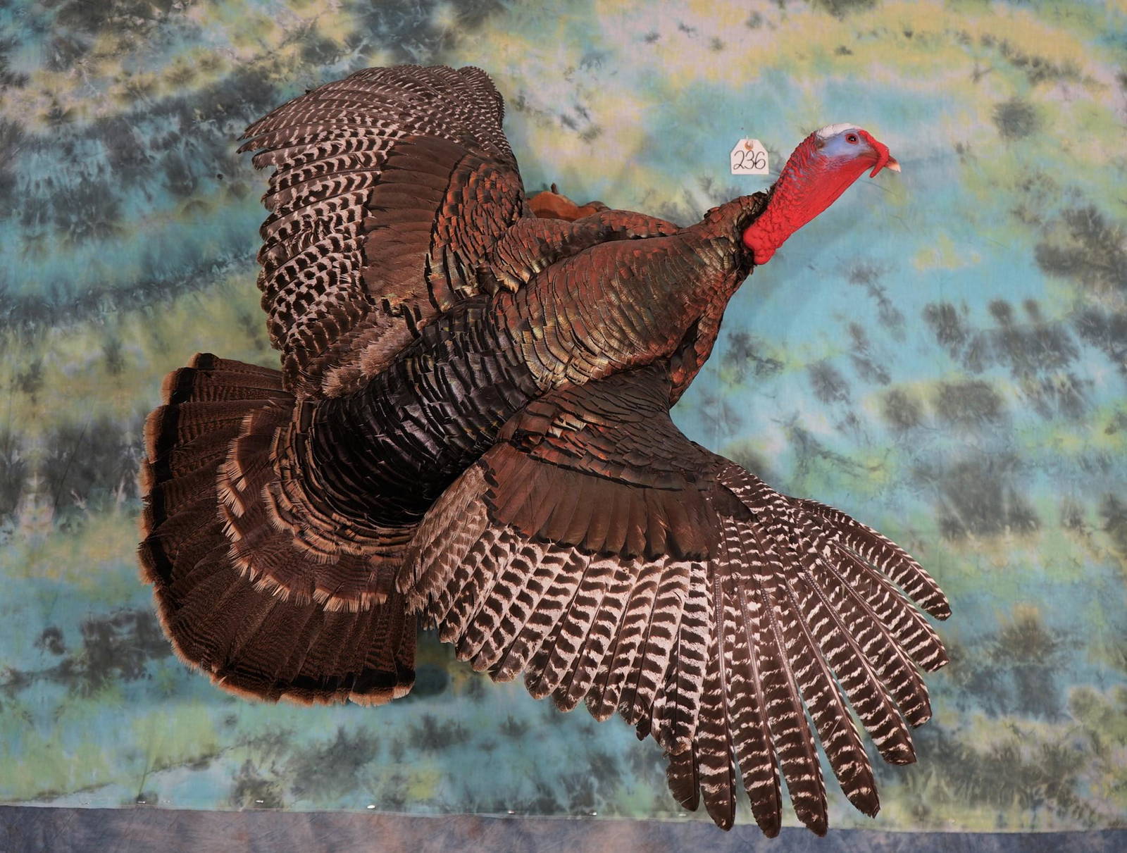 Beautiful Flying Wild Turkey Taxidermy Bird Mount Auction