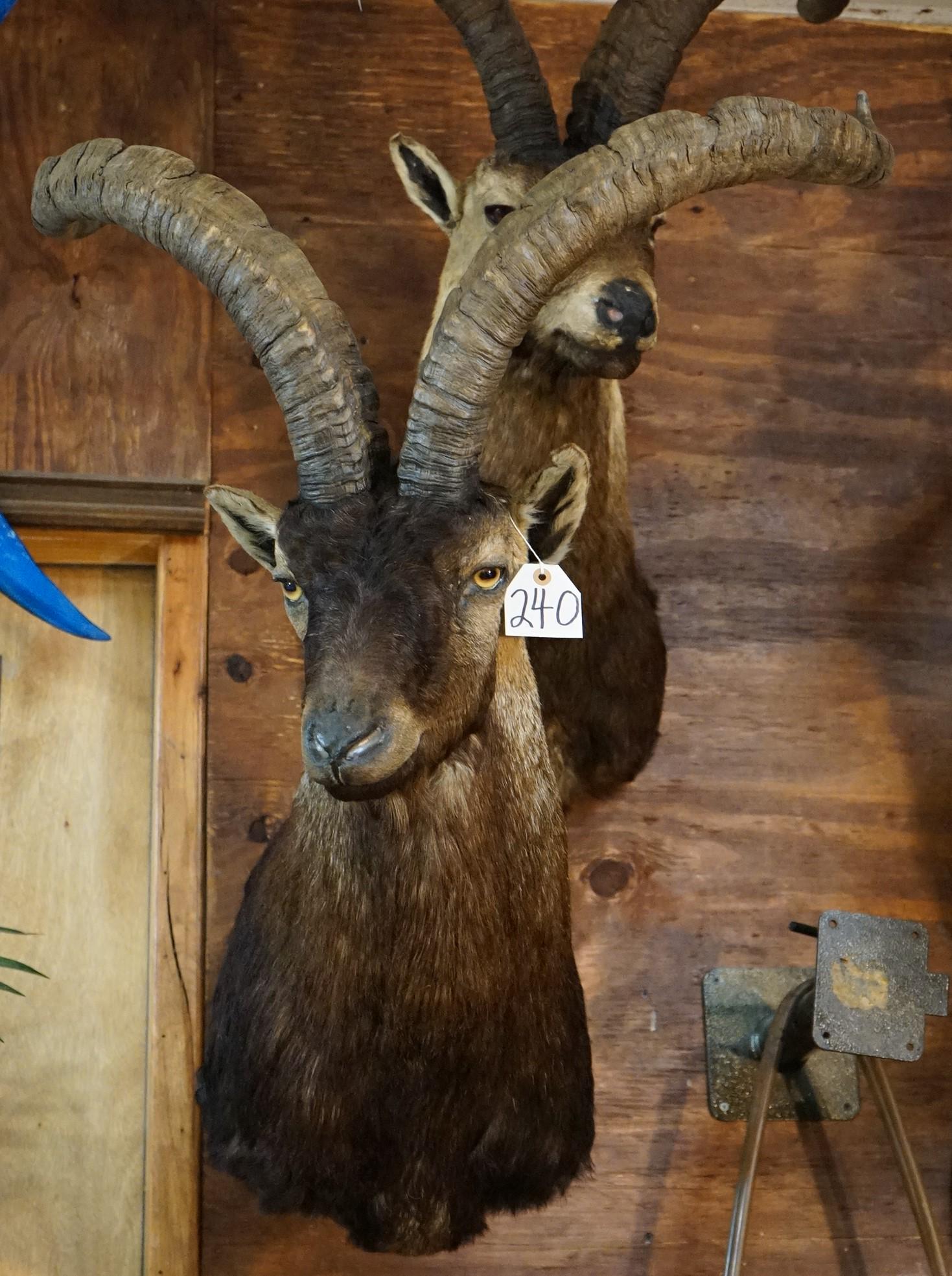 Record Class Gredos Ibex Shoulder Mount Taxidermy Auction