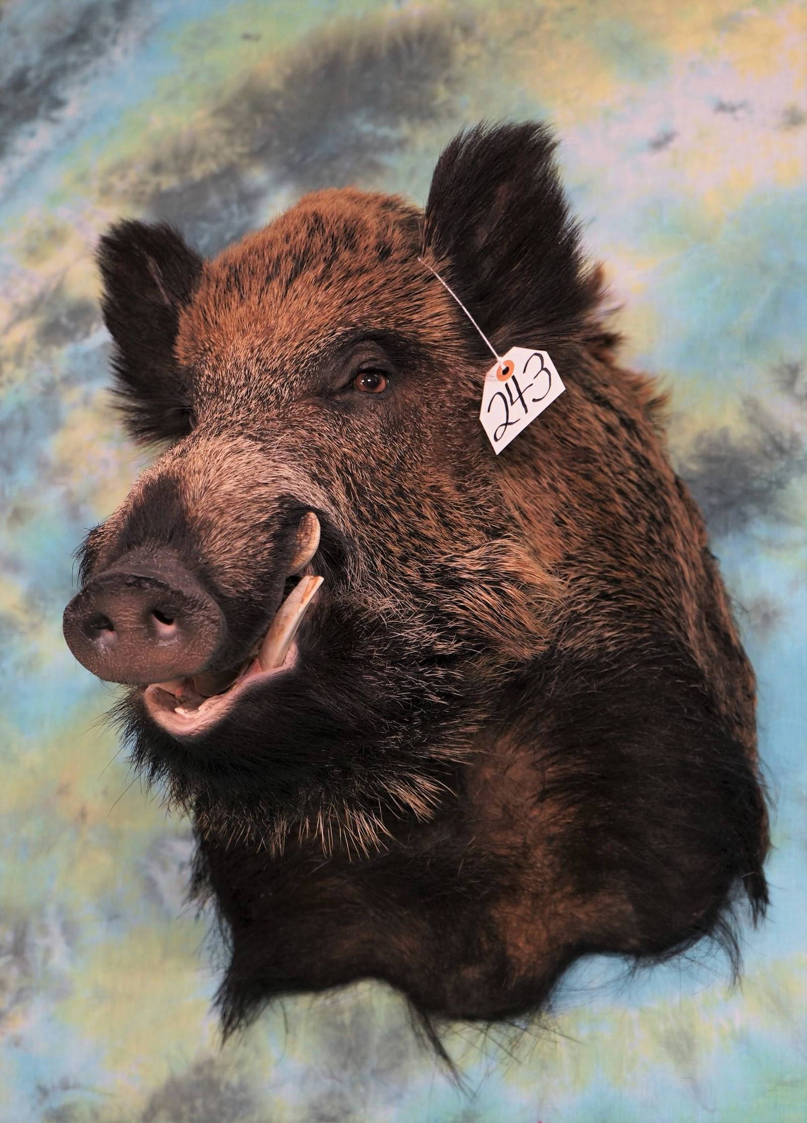 Awesome Full Blooded Russian Boar Shoulder Mount Taxidermy Auction