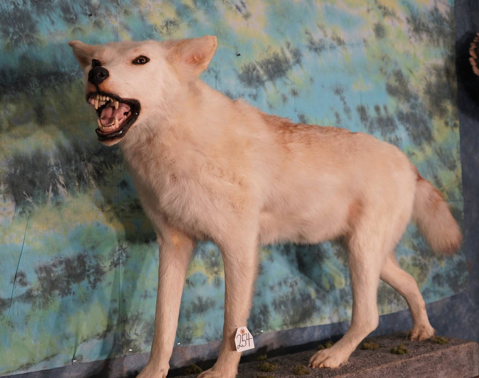 Pretty White Colored Timber Wolf Full Body Mount Taxidermy Auction