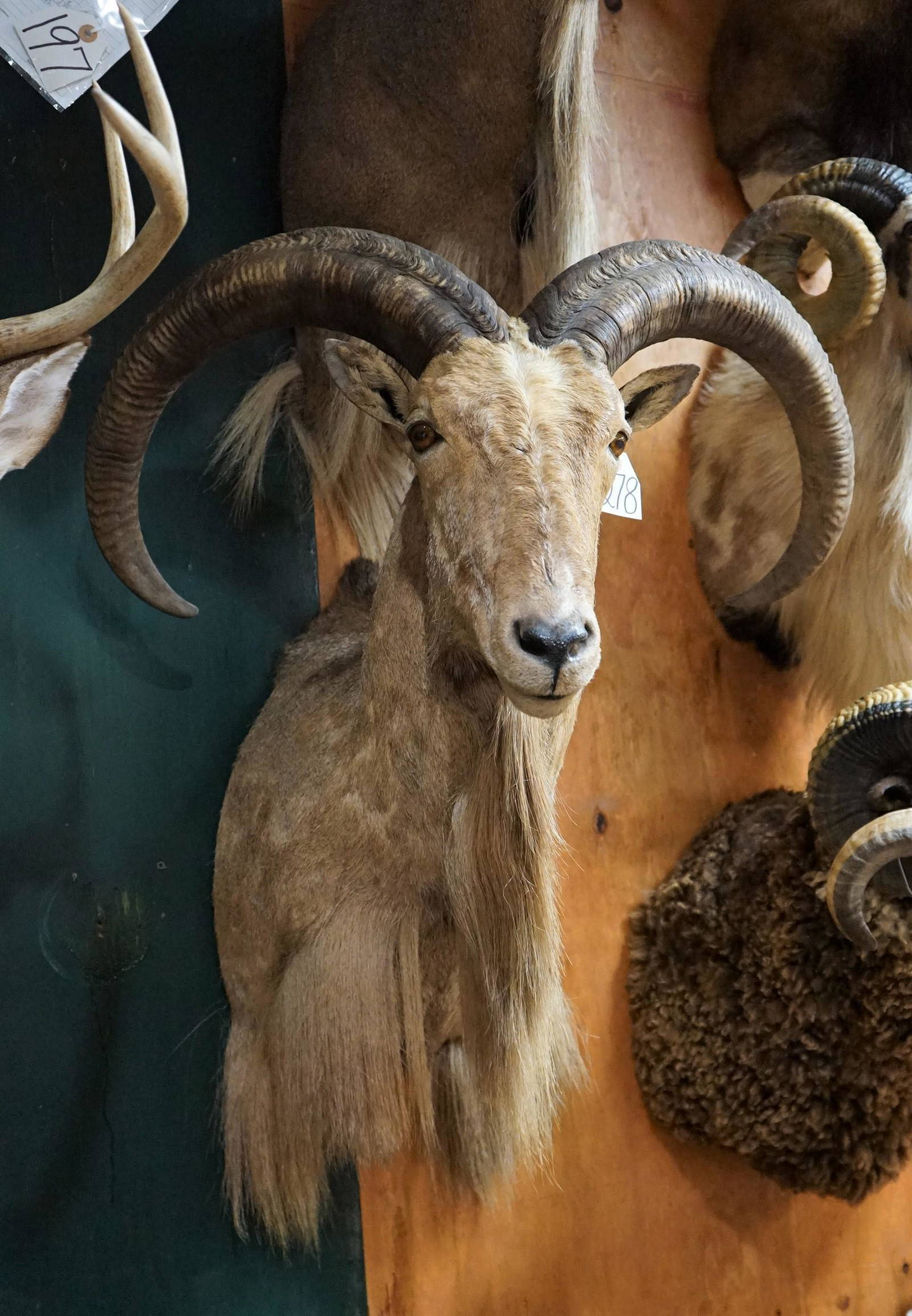 Record Class Aoudad "barbary" Sheep Shoulder Mount Taxidermy Auction