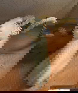 Texas Dall Cross Ram Sheep Shoulder Mount Taxidermy