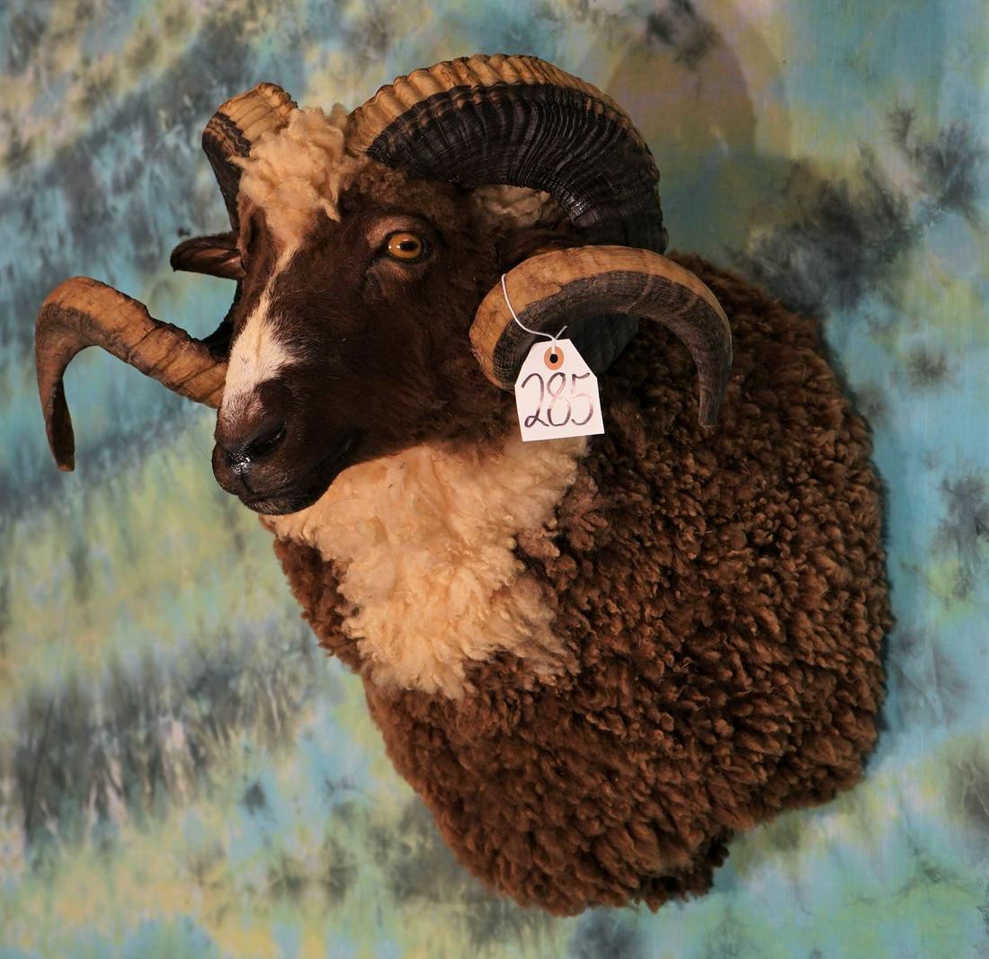 Very Cool Black & White Rambouillet Sheep Shoulder Taxidermy Ram Mount ...
