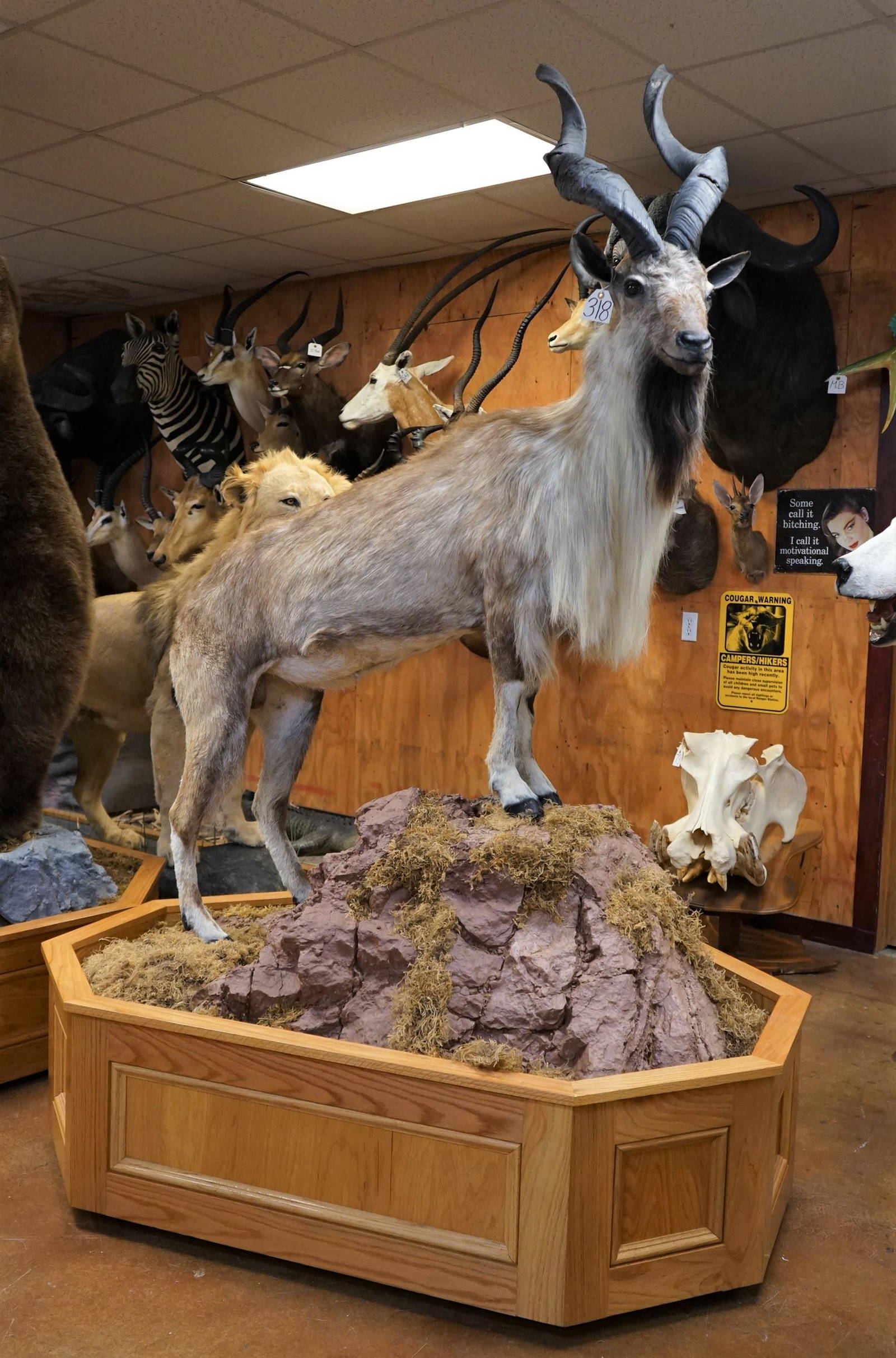 Super, Super Awesome Kashmir Markhor Full Body Mount Taxidermy **texas Residents Only!** Auction