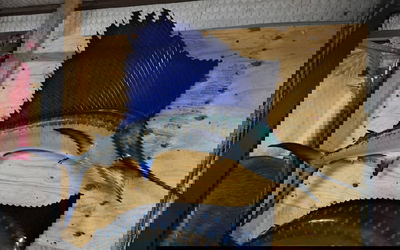 8ft. & 2 1/2" Pacific Sailfish Fiberglass Reproduction Taxidermy Fish Mount