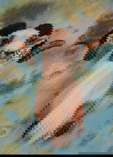 Gorgeous Painted Desert Sheep Shoulder Taxidermy Ram Mount