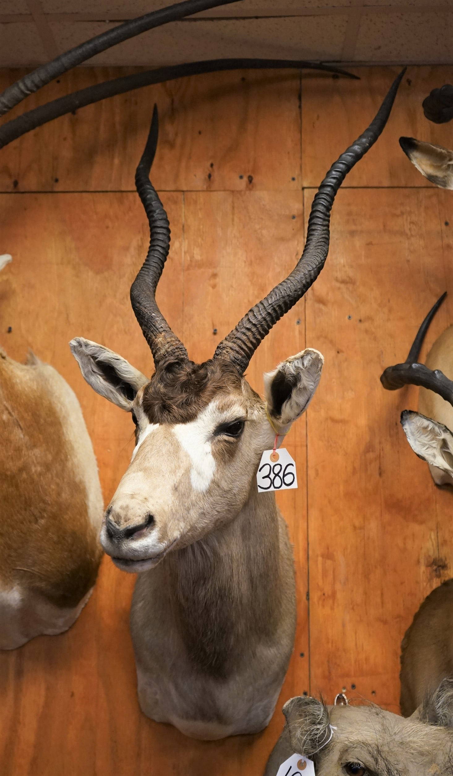Stunning Addax Antelope Shoulder Mount Taxidermy Auction
