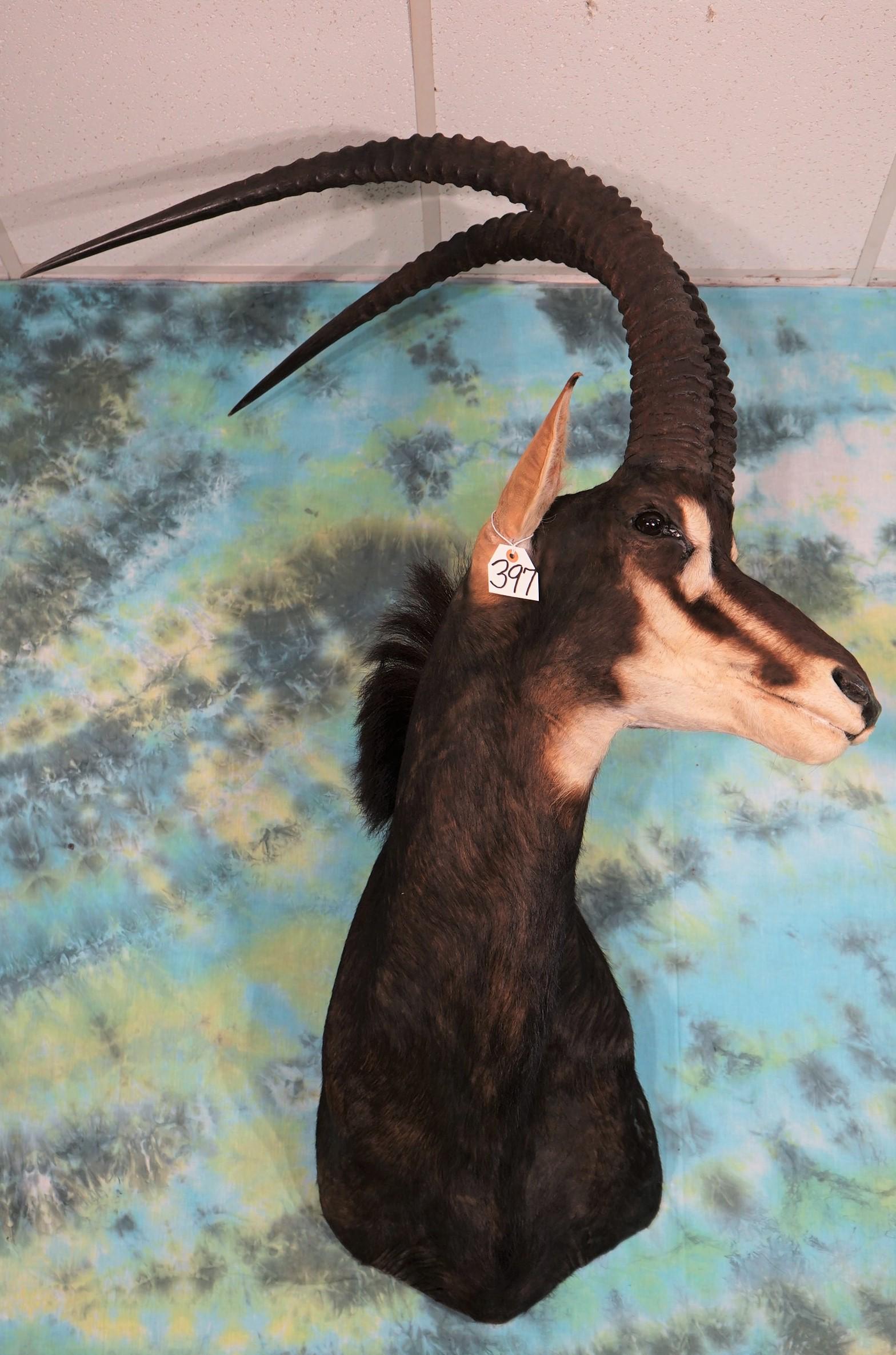 Monster 46" African Sable Antelope Shoulder Mount Taxidermy Auction