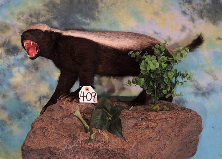 Rare & Super Cool African Honey Badger Full Body Mount Taxidermy
