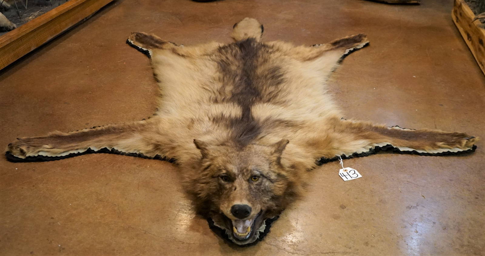 Awesome Alaskan Timber Wolf Taxidermy Rug Mount Auction