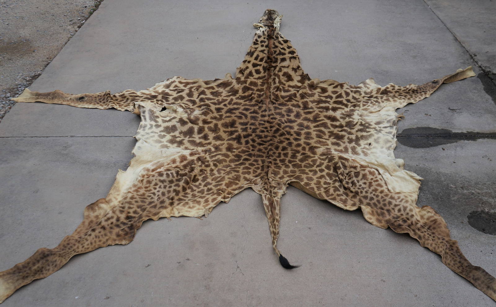 African Giraffe Full Backskin Soft Tanned Flat Rug Taxidermy Auction