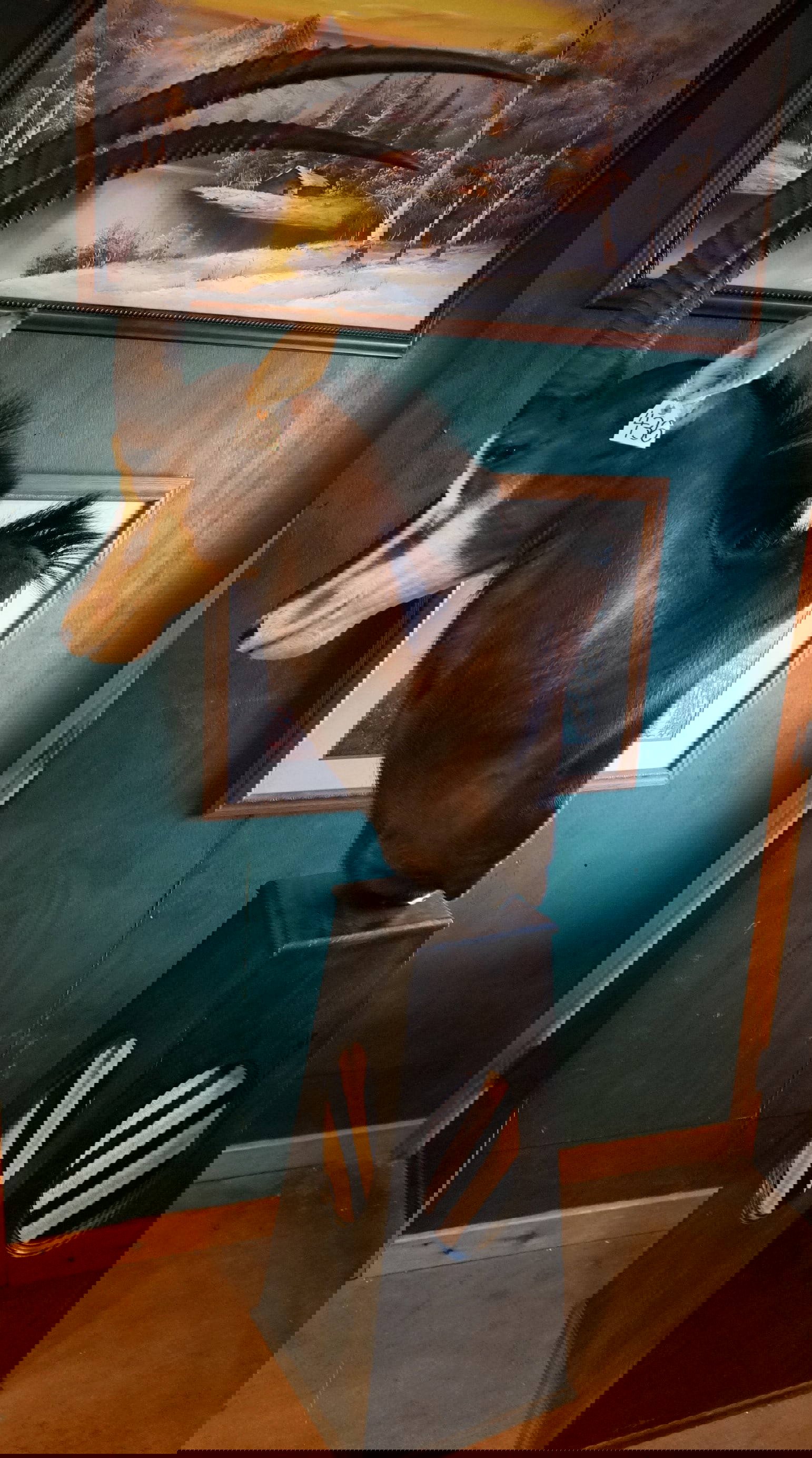 Beautiful Sable Antelope Shoulder Floor Pedestal Taxidermy Mount Auction