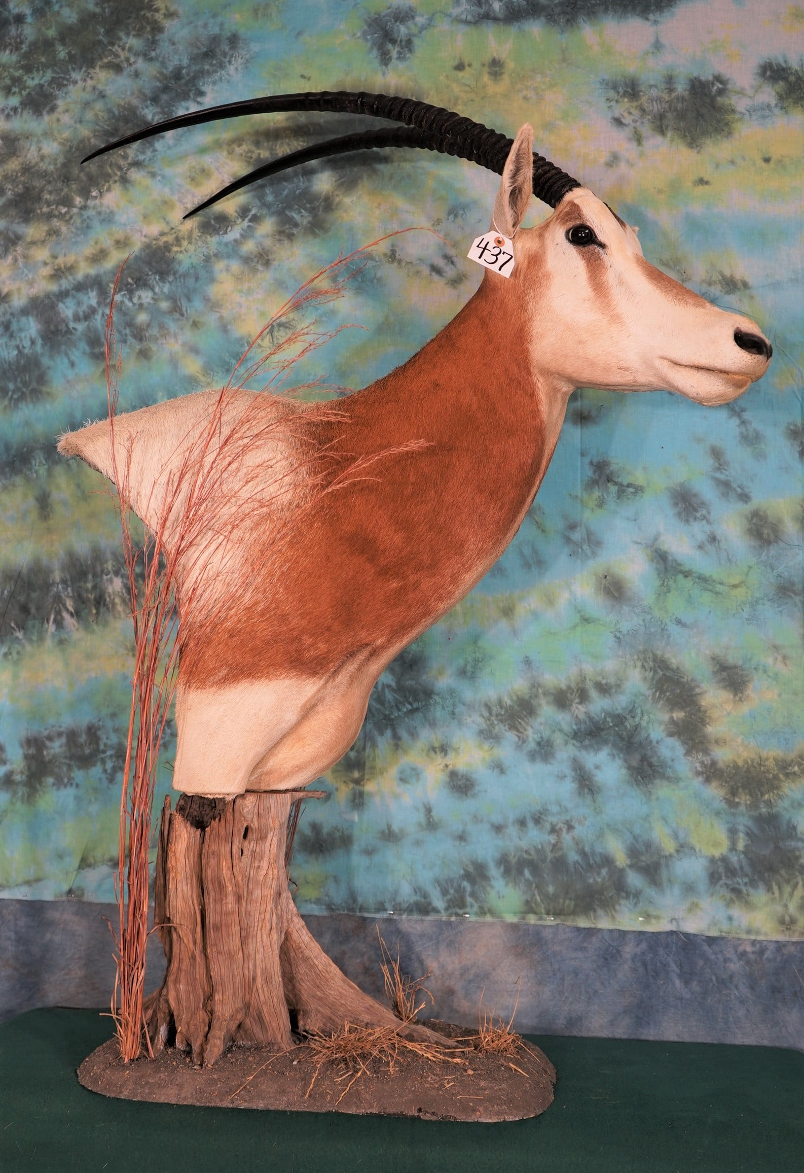 Gorgeous Scimitar Horned Oryx Shoulder Pedestal Table Taxidermy Mount ...