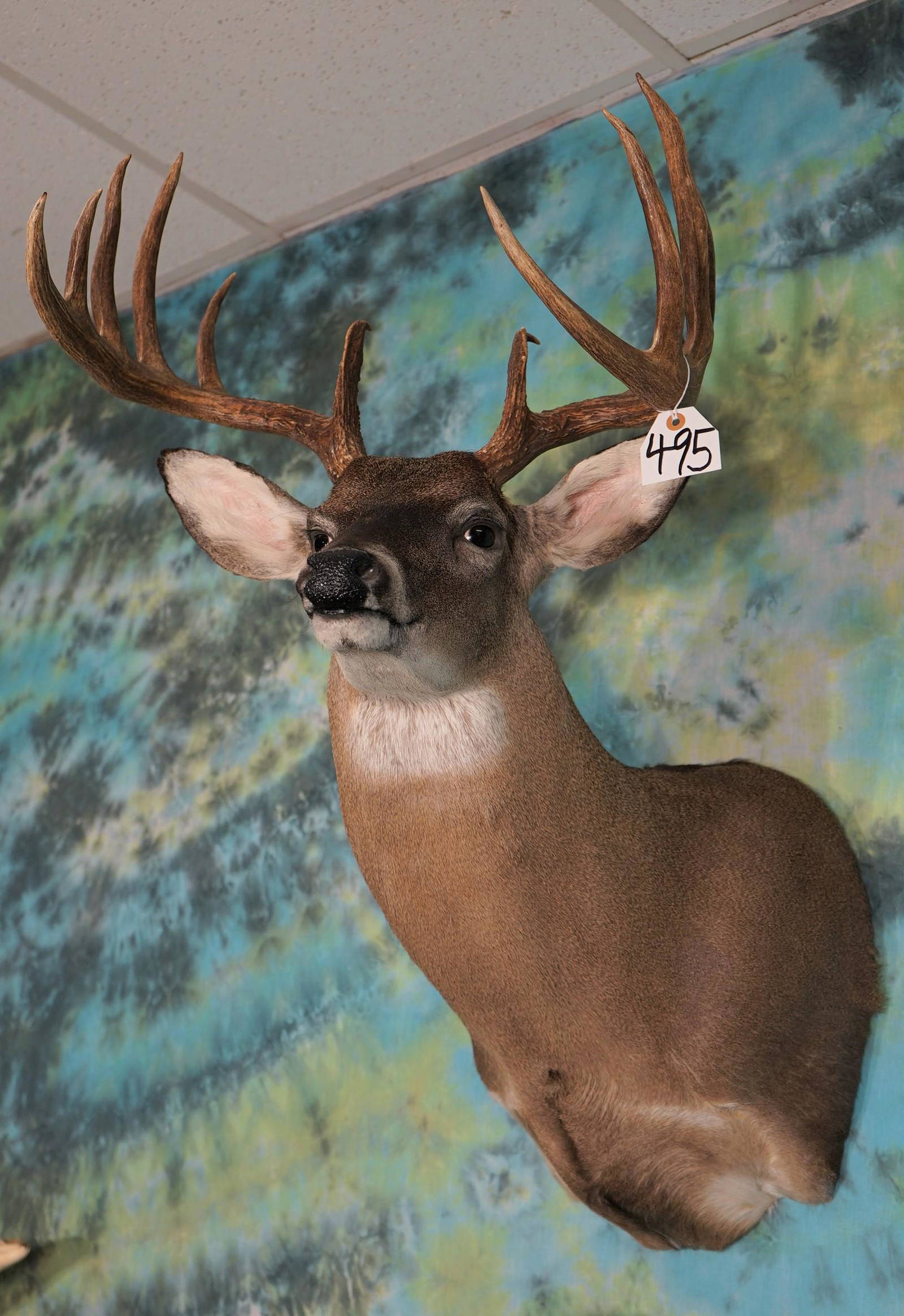 Veryhandsome 6 X 6 South Texas Whitetail Deer Shoulder Mount Taxidermy Auction